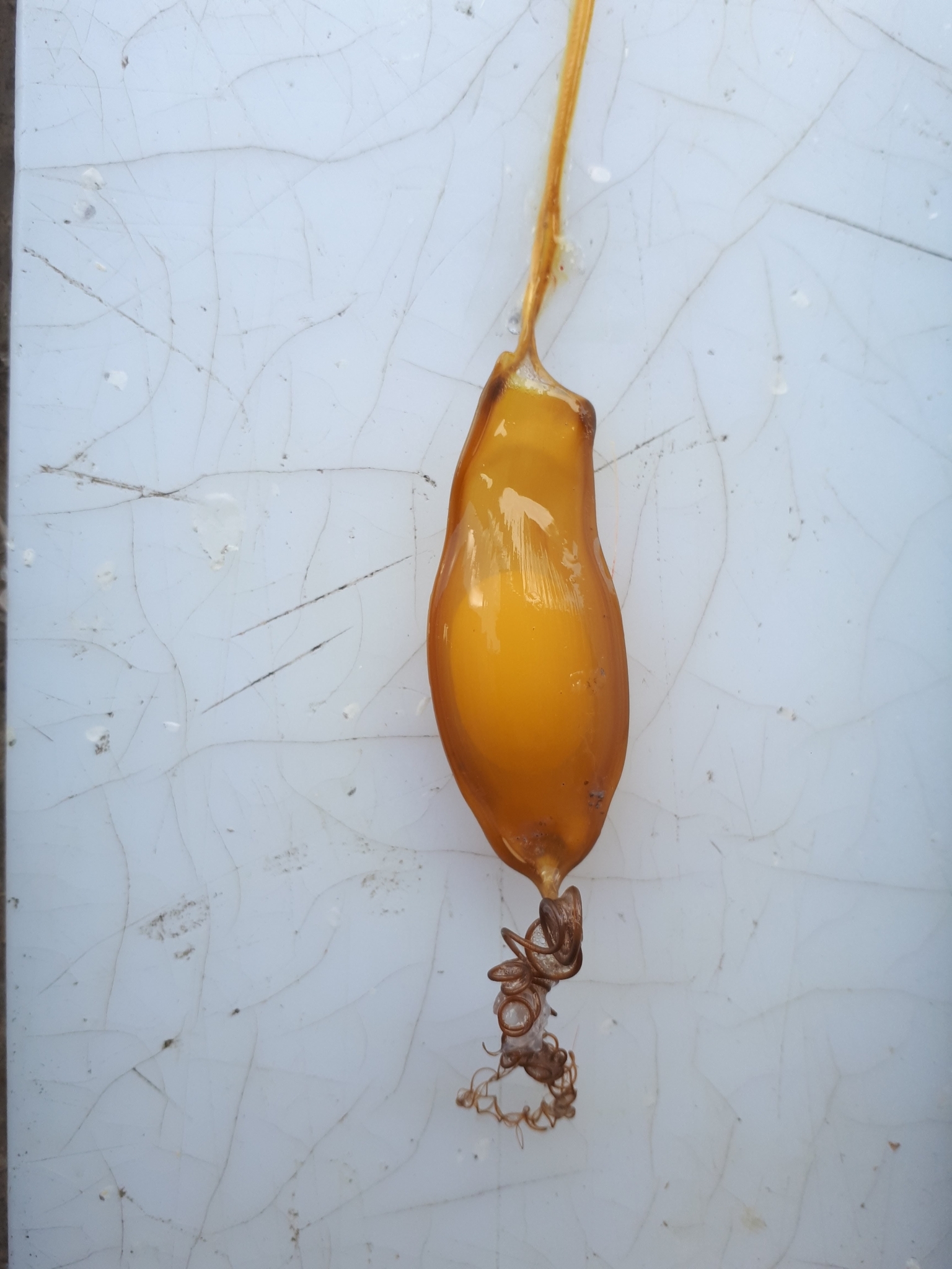 Apristurus brunneus (Gilbert, 1892)