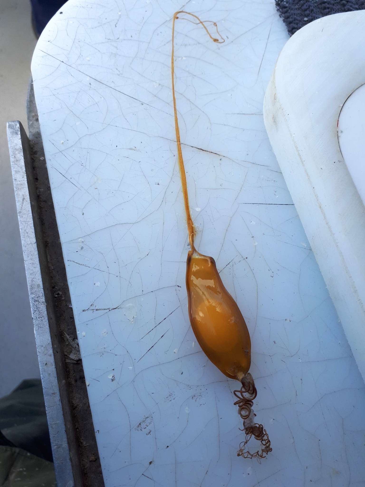 Apristurus brunneus (Gilbert, 1892)