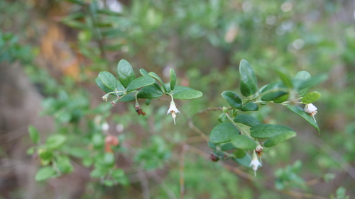 Florida deerberry (Variety Vaccinium stamineum caesium) · iNaturalist