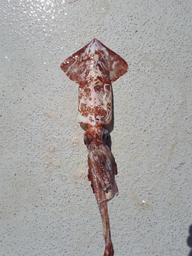 Schoolmaster Armhook Squid from Southern Gulf Islands, BC, Canada on ...