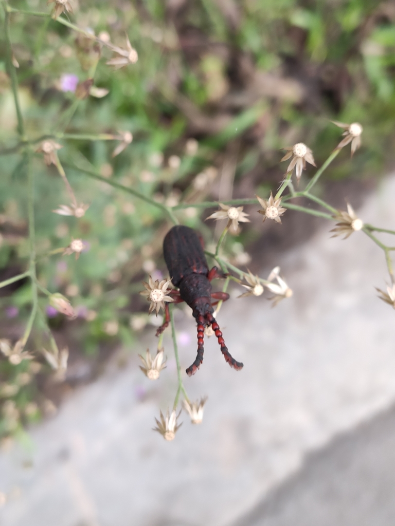 Sulcate Longhorn Beetle from YunnanXishuangbannaMengla中国科学院西双版纳热带植物园 on ...