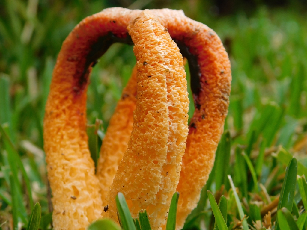 column stinkhorn (Mushrooms of Kenya) · iNaturalist