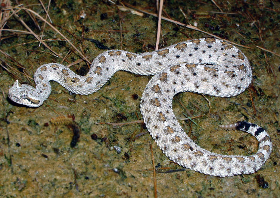 Sidewinder in April 2003 by Flaxington · iNaturalist