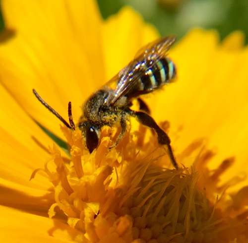 Four-banded Nomia (Nomia tetrazonata)