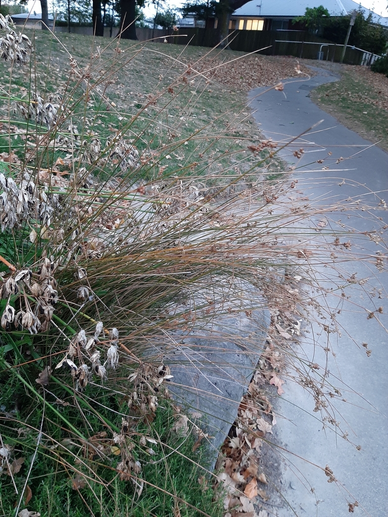 Juncus filicaulis from Christchurch including Banks Peninsula, NZ-CA ...