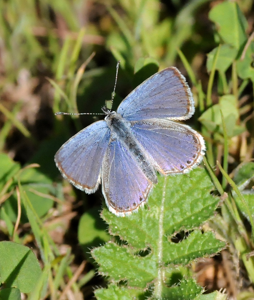 Western tailed-blue (Arthropods of Sweitzer Lake State Park) · iNaturalist