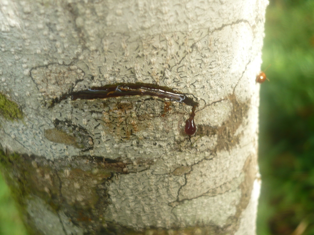weeping blood from VOLCAN TACANA on October 16, 2013 by Red de ...