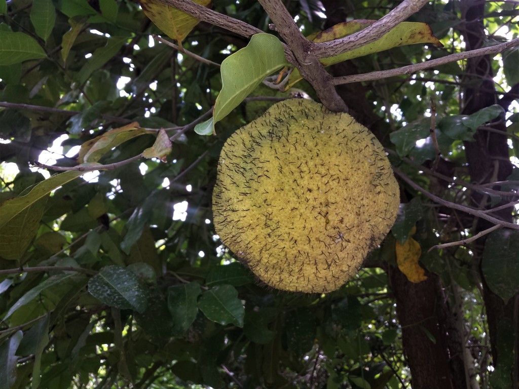 African breadfruit from Montagne des français-Antsiranana on December ...