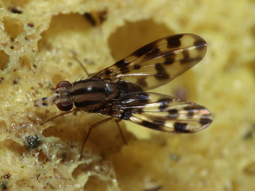 Drosophila kikiko · iNaturalist