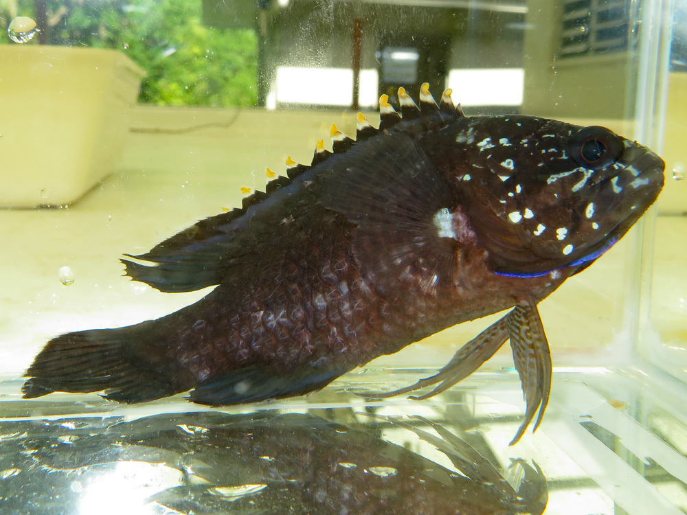 Plesiops coeruleolineatus Rüppell, 1835
