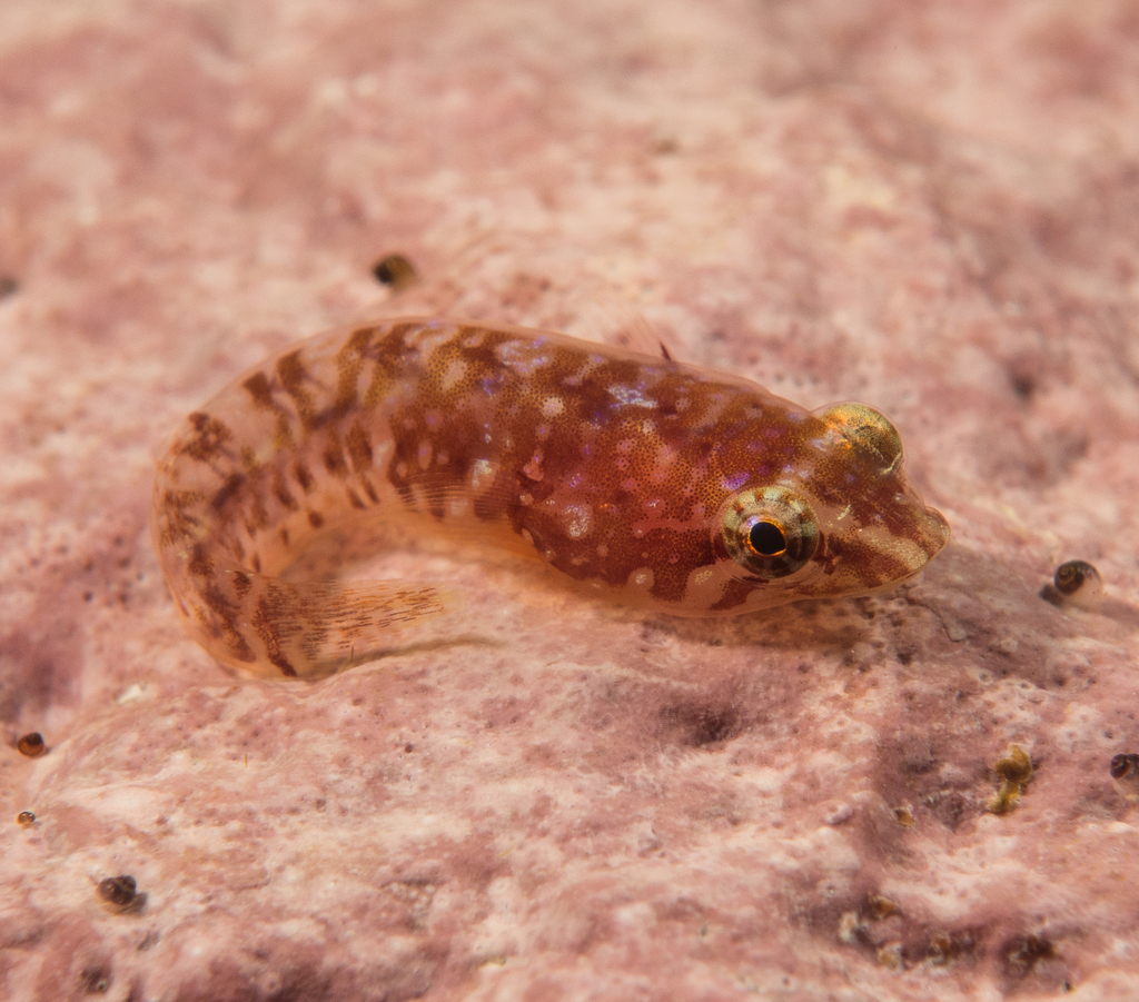 Clingfishes (Gobiesocidae) - Marine Life Identification