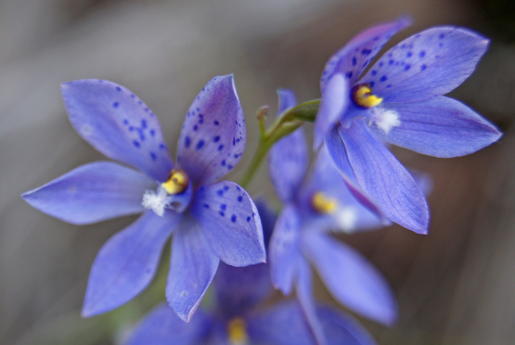 spotted sun-orchid from Emerald VIC 3782, Australia on October 25, 2018 ...