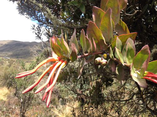 Tristerix secundus · iNaturalist