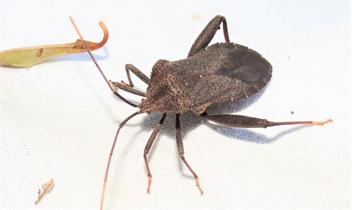 Large Squash Bug (Mictis caja) · iNaturalist