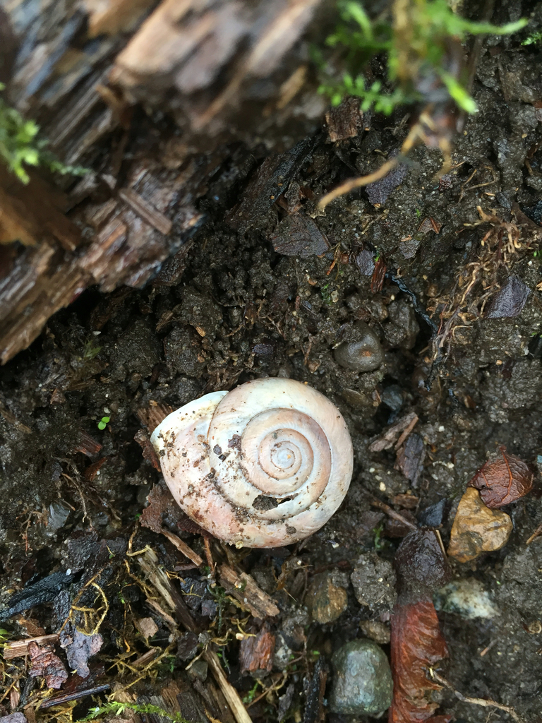 Oregon forestsnail in March 2017 by Paige Fabre · iNaturalist