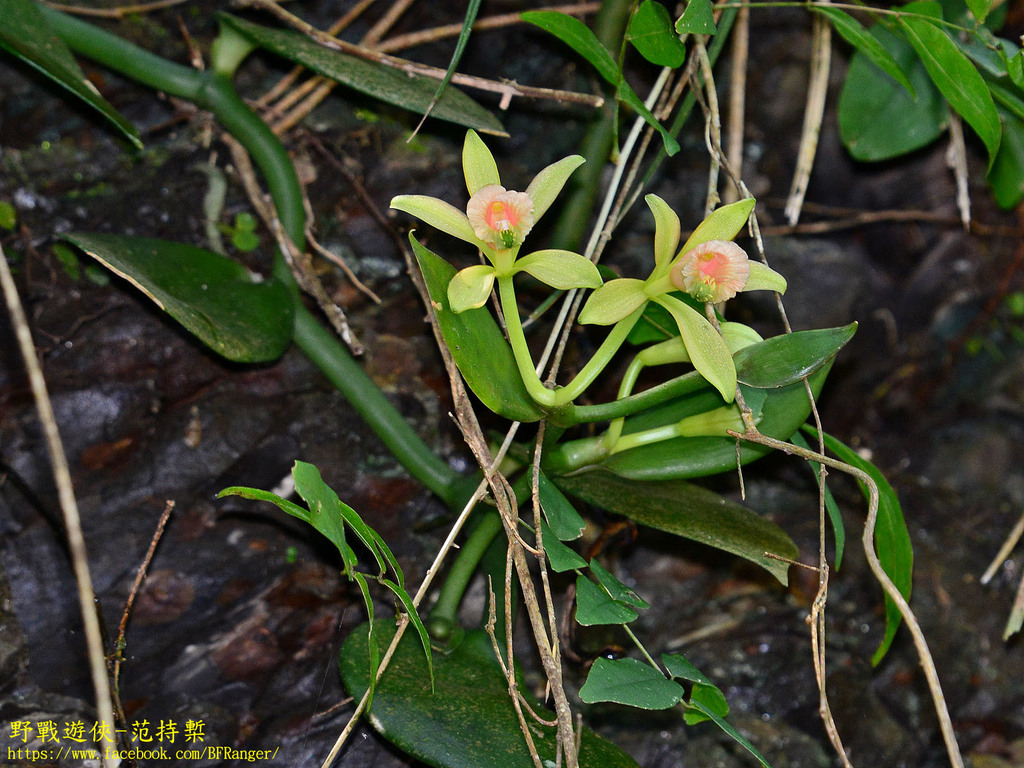 Vanilla somae from 台灣台北 on April 13, 2020 at 09:16 AM by Kinmatsu Lin ...