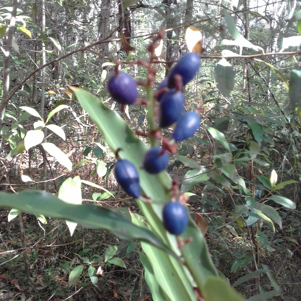 Native Ginger from Bungawalbin NSW 2469, Australia on February 22, 2017 ...