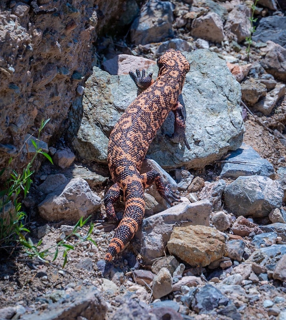 Gila Monster in April 2020 by Adrienne McLeod · iNaturalist