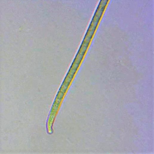 Phormidium Kützing ex Gomont, 1892