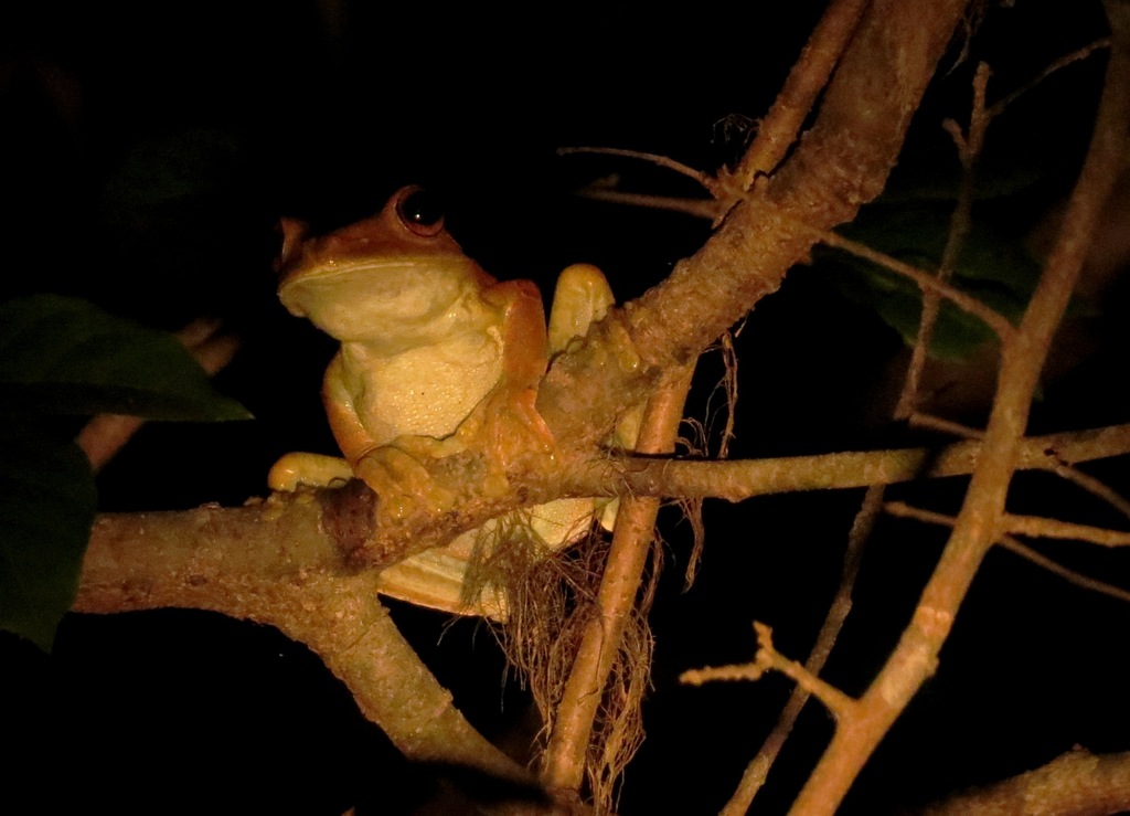 Rusty Tree Frog from Iwokrama River Lodge - Kurupukari Crossing ...