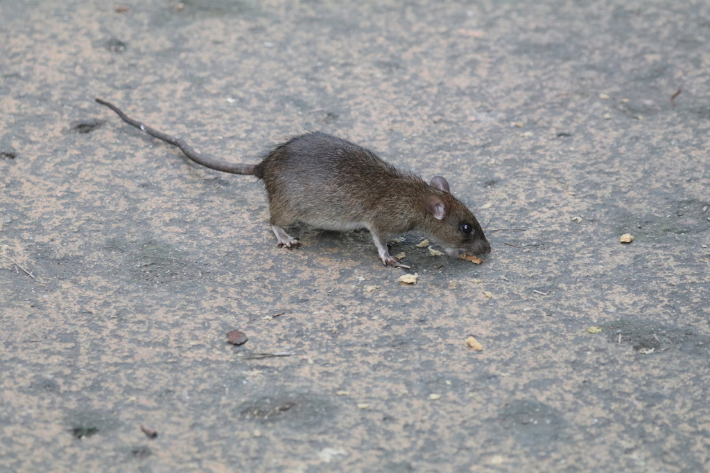 Oriental House Rat from 80 Mandai Lake Rd, Singapour 729826 on July 16 ...