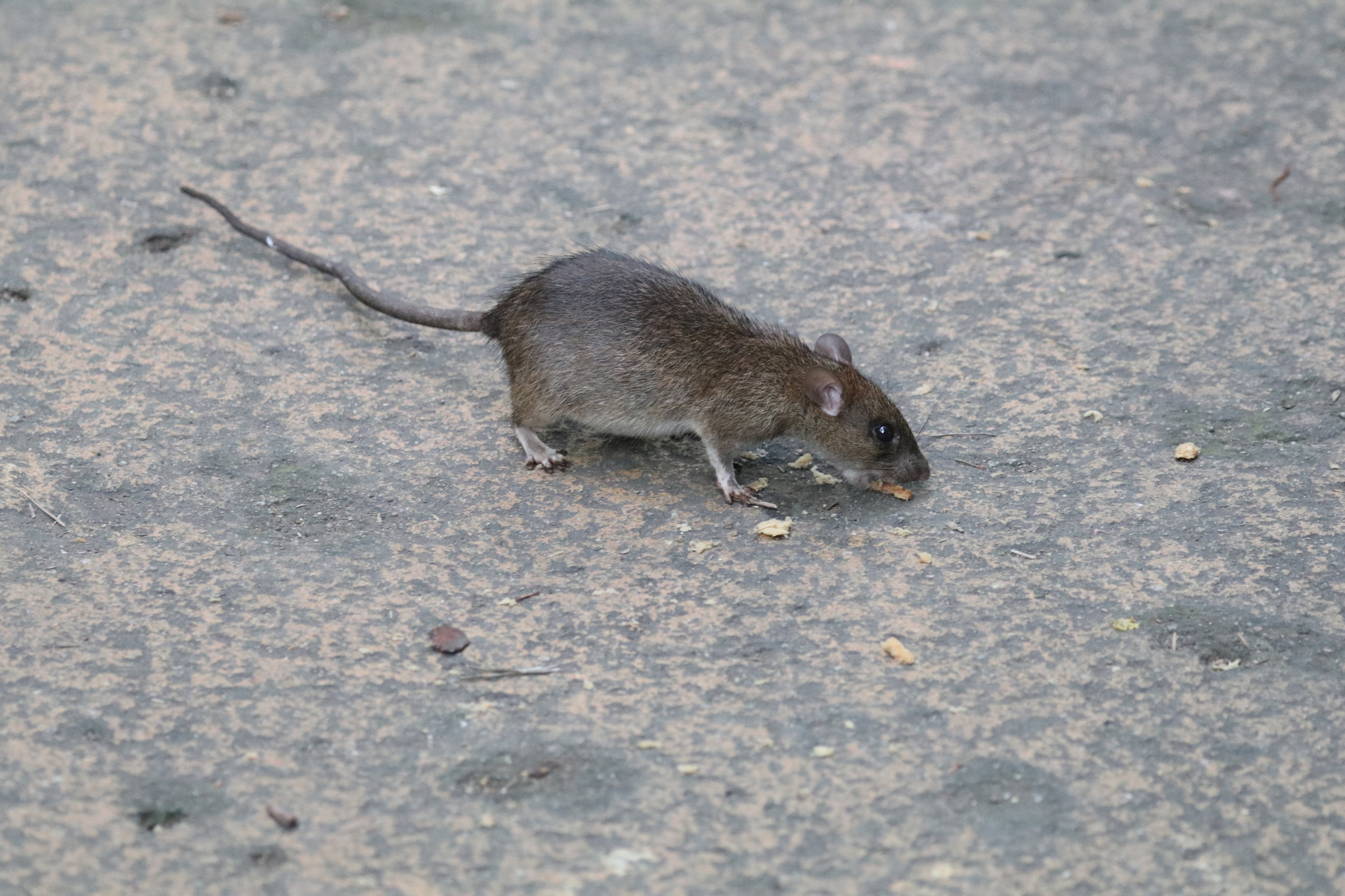 Rattus tanezumi (Temminck, 1845)