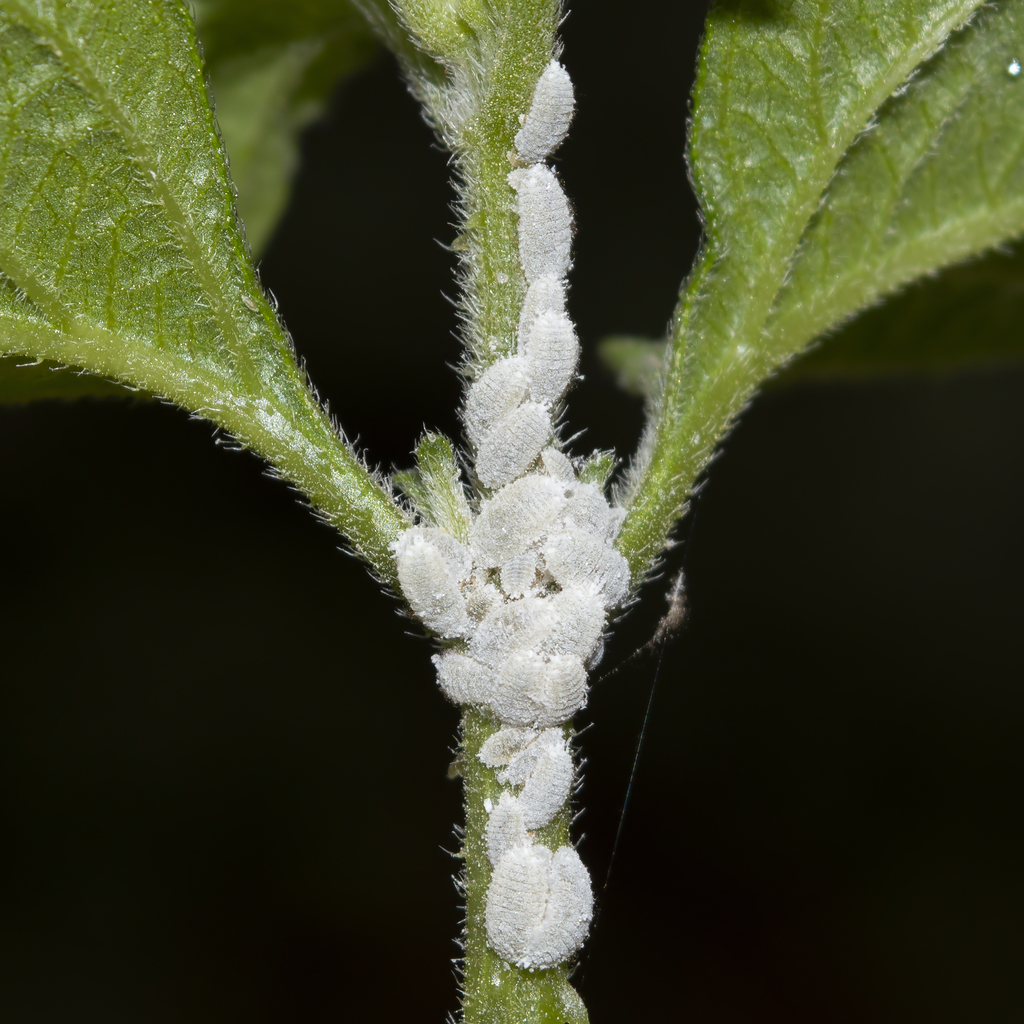 Scale Insects from Nea Makri 190 05, Greece on April 15, 2020 at 11:11 ...