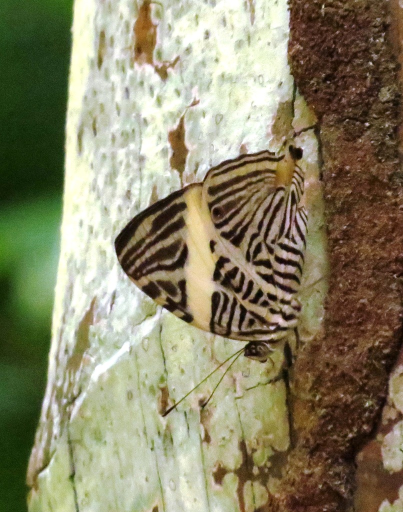 Dirce Beauty from Surama Lake, Guyana on January 13, 2015 at 11:58 AM ...