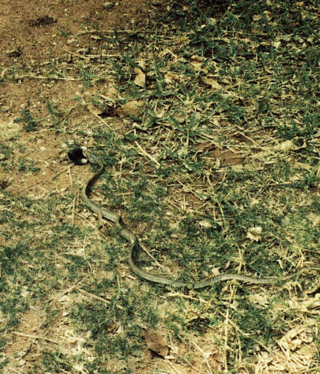Olive Whip Snake from Matusadona National Park on November 15, 1979 at ...