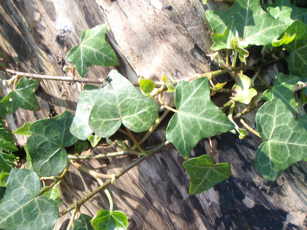 common ivy from Formby, Liverpool L37, UK on April 13, 2020 at 04:19 PM ...