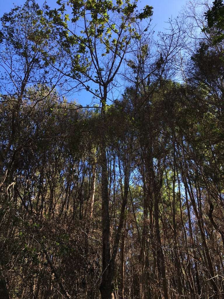 white beech from Caparra NSW 2429, Australia on April 12, 2020 at 02:06 ...