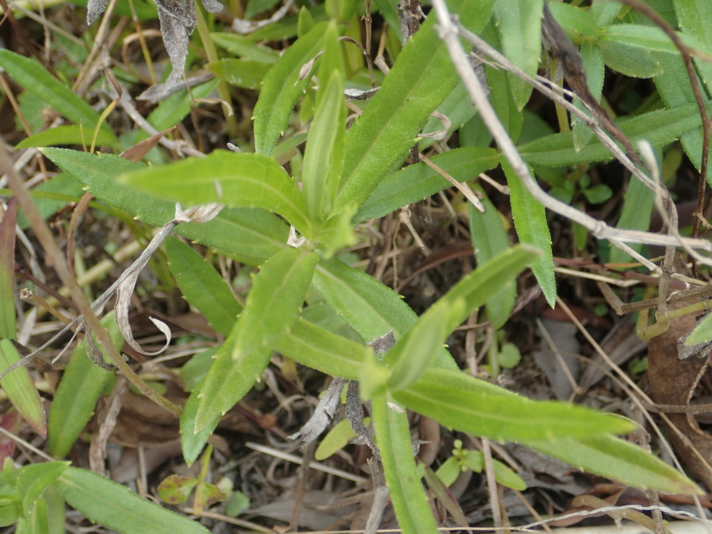 Wedelia (Sphagneticola calendulacea) - Botanical Realm