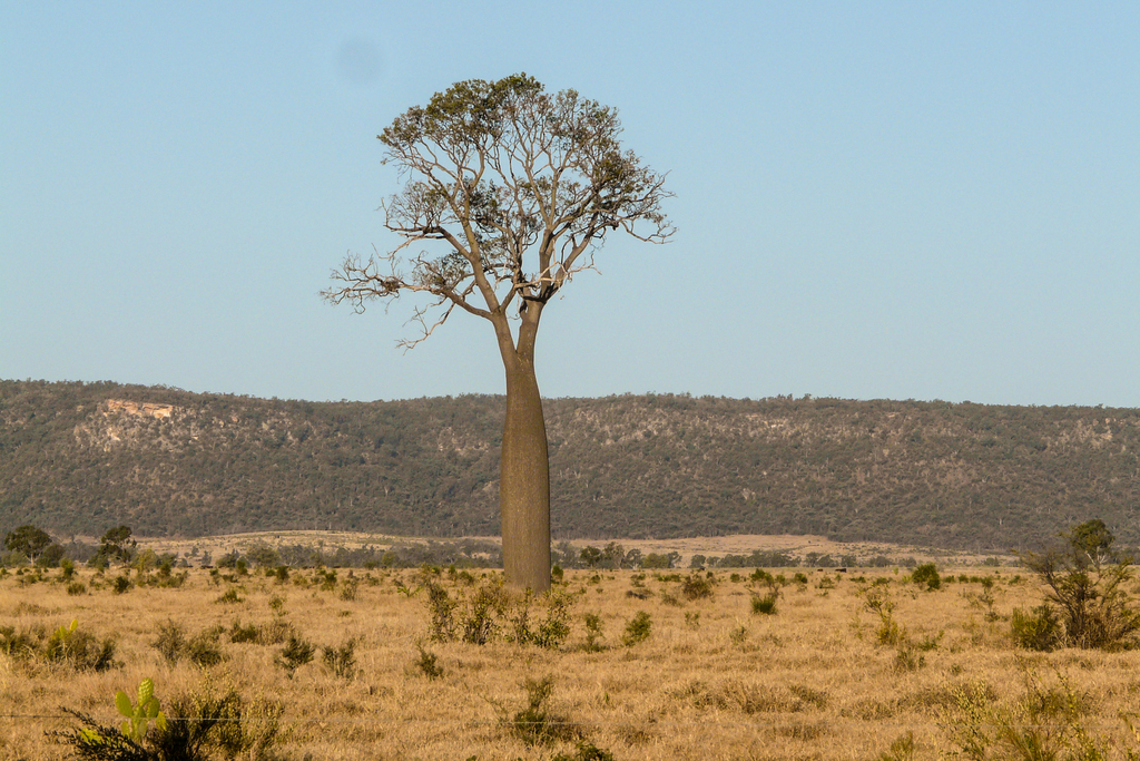 Queensland Bottle Tree (Brachychiton rupestris) - Botanical Realm