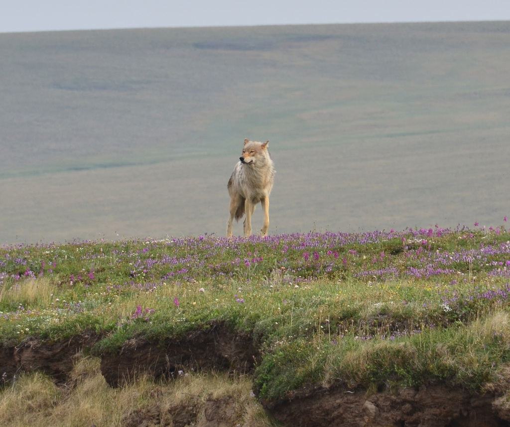 Siberian Tundra Wolf (Canis lupus albus) - Know Your Mammals