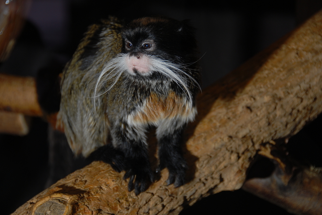Emperor Tamarin (Saguinus imperator) - Know Your Mammals