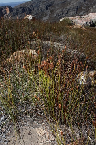 Restio monostylis · iNaturalist