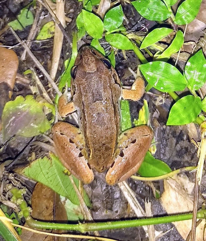 Turbo White-lipped Frog from Montezuma, Provincia de Puntarenas, Costa ...