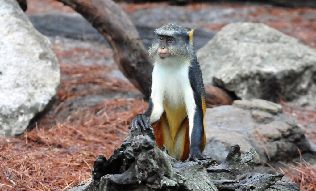 Wolf's Monkey (Cercopithecus wolfi) - Know Your Mammals