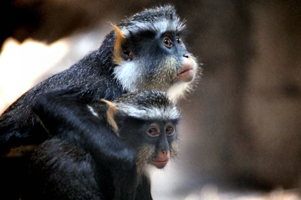 Wolf's Monkey (Cercopithecus wolfi) - Know Your Mammals