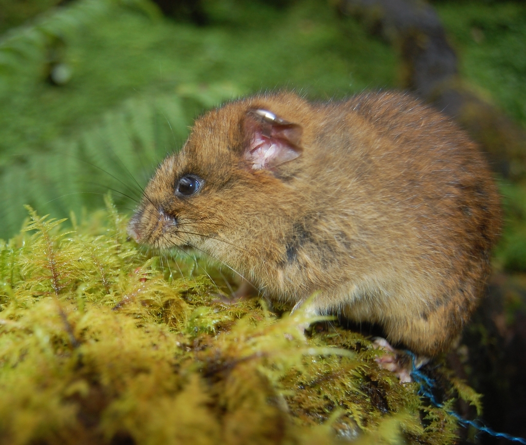 Golden Oldfield Mouse from Espejo, Ecuador on August 02, 2010 at 08:10 ...