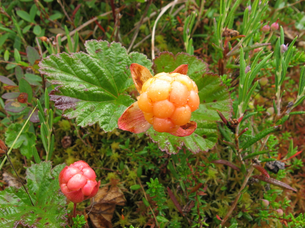 cloudberry (Rubus of Minnesota) · iNaturalist