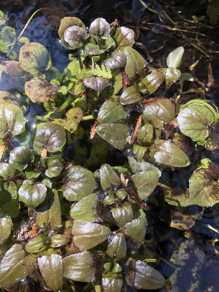 watercress (Plants of Rosewood Nature Study Area) · iNaturalist