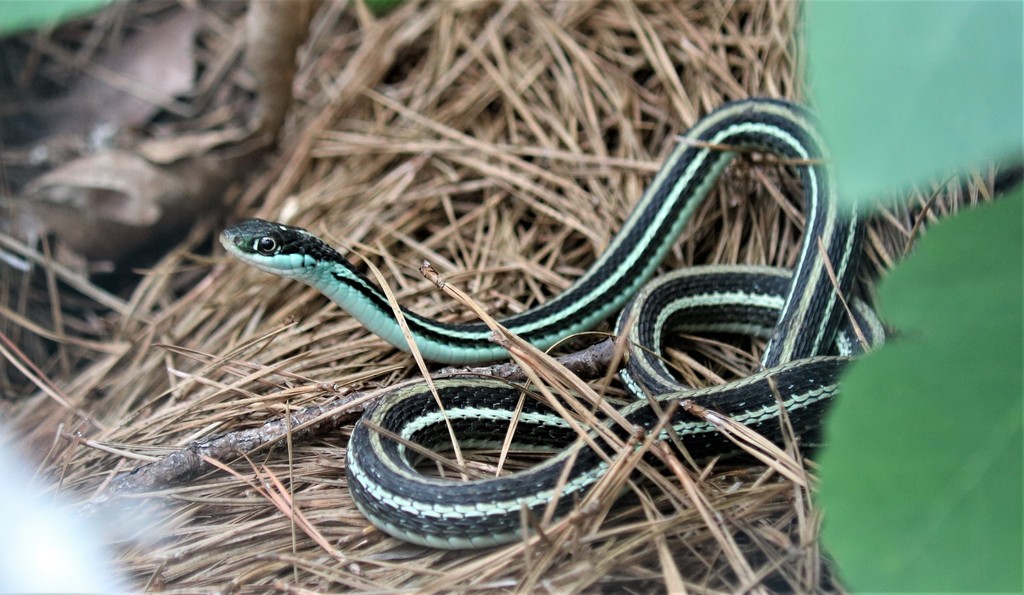 Western Ribbon Snake from Montgomery County, TX, USA on April 11, 2020 ...