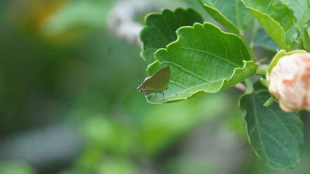Tropical Greenstreak from Tunapuna/Piarco Regional Corporation ...