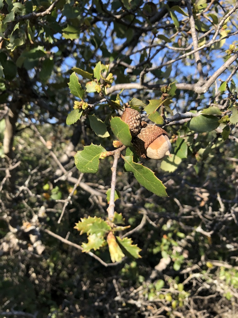 California scrub oak from San Luis Obispo, California, United States on ...