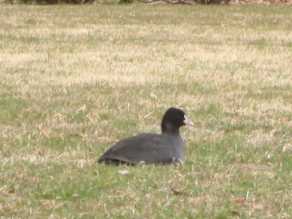 Eurasian Coot from Uchiya, Toda, Saitama Prefecture 335-0000, Japan on ...
