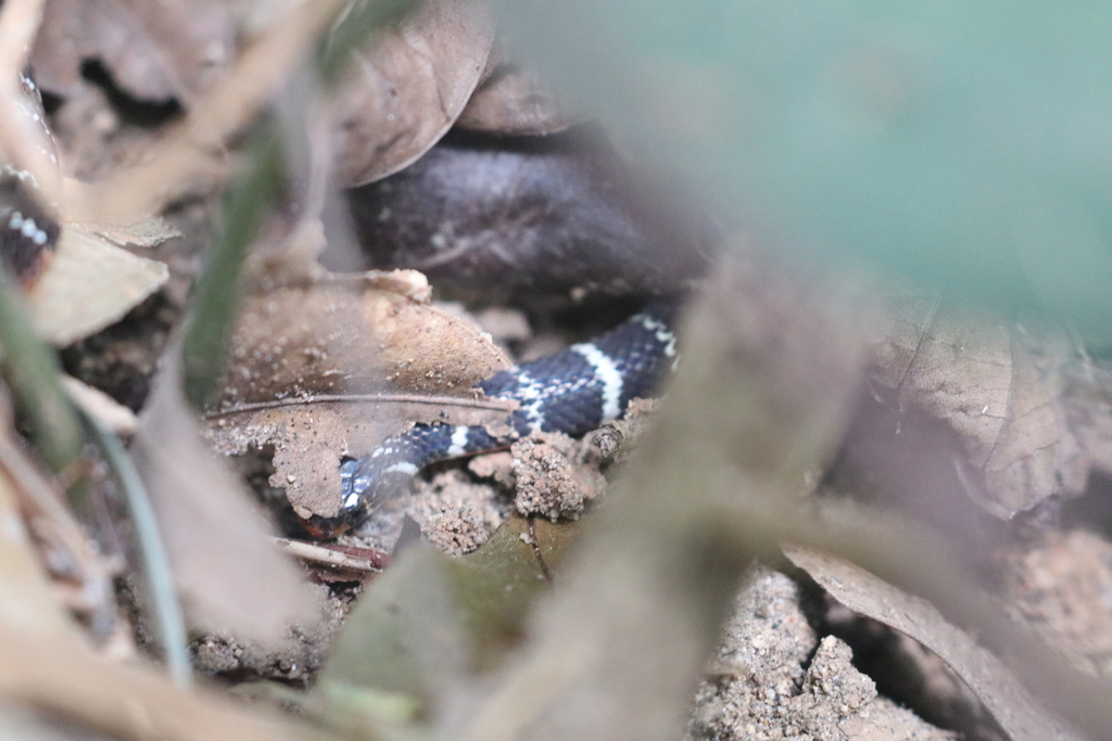 Barred Coral Snake (Hemibungarus calligaster) - Snakes and Lizards