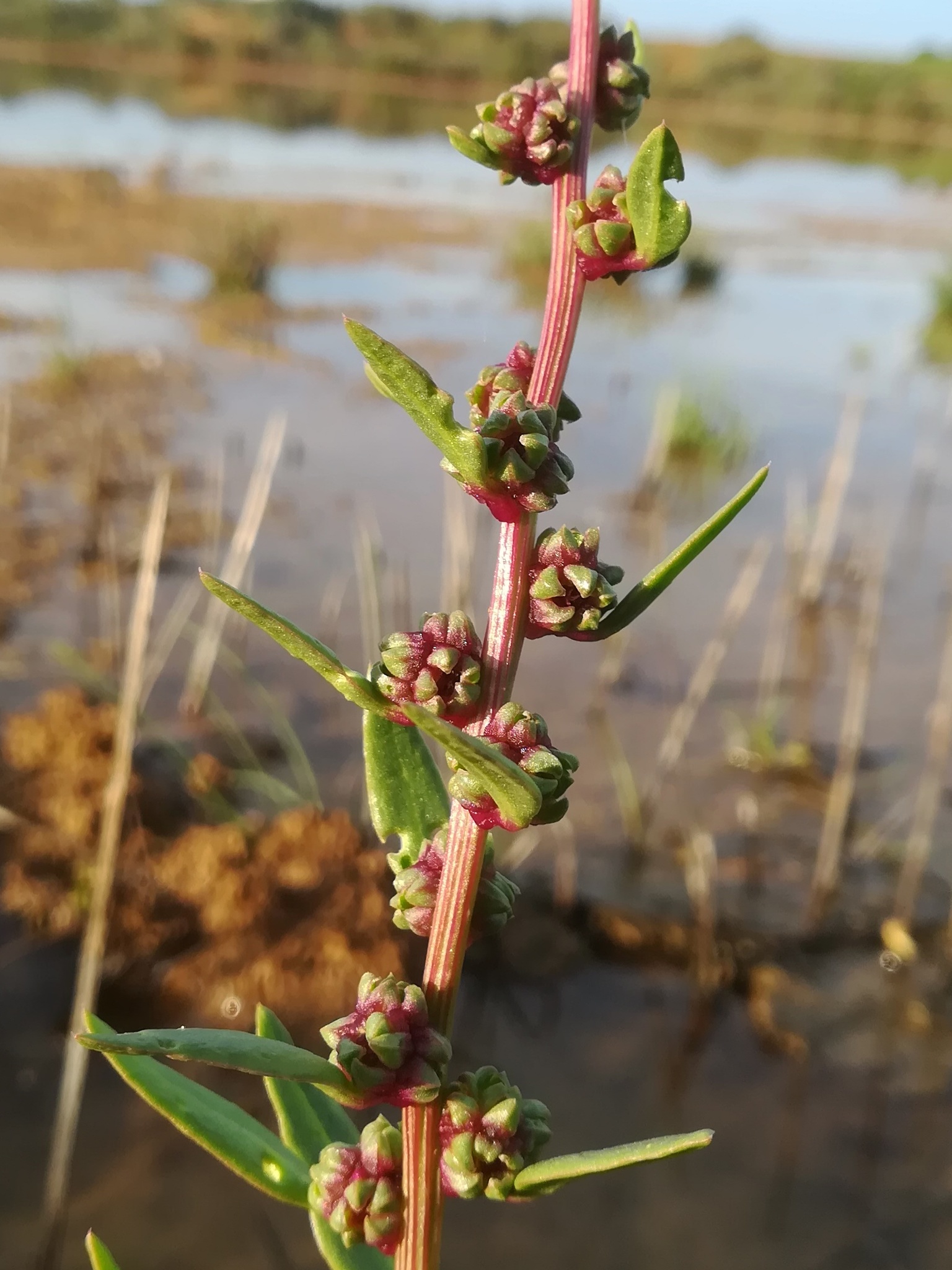 Beta macrocarpa Guss.