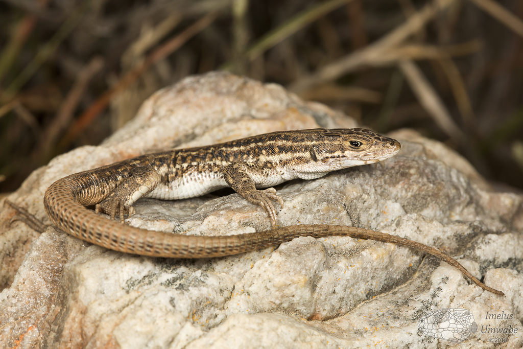 Burchell's Sand Lizard in June 2018 by Courtney Hundermark · iNaturalist