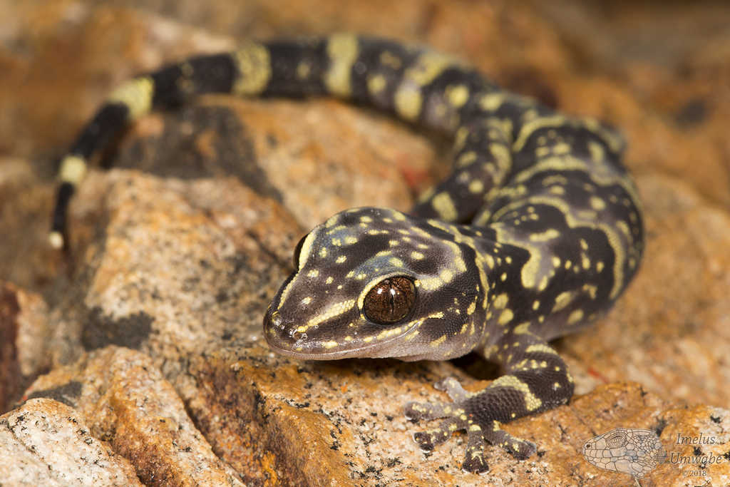 Hawequa Flat Gecko in June 2018 by Courtney Hundermark · iNaturalist